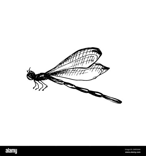 Black And White Dragonfly Outline