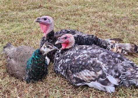 Sex Of My Turkey Rheritageturkeyowners