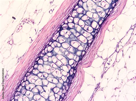 Plakát Picture Of Histology Human Tissue With Microscope From