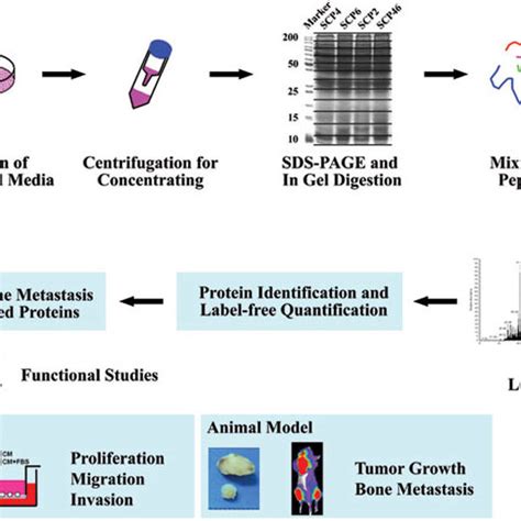 Workflow Of The Secretome Analysis Download Scientific Diagram