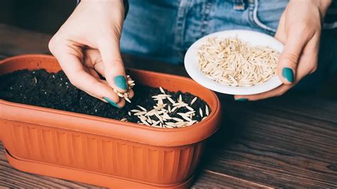 Як перевірити схожість насіння перед посівом важливий крок до багатого урожаю Читайте на Ukr Net