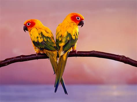 Exotic Birds Wallpapers