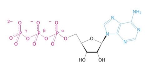 Exam 4 Biochem Structures Flashcards Quizlet