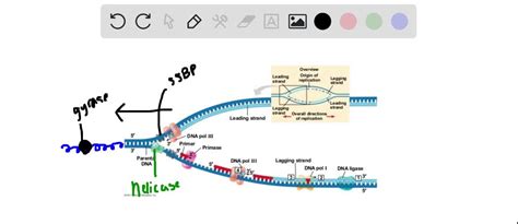 Solved Outline The Current Model For Dna Synthesis