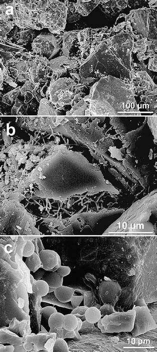 Sem Images From Endolithic Organismic Zone A Lowmagnification Download Scientific Diagram