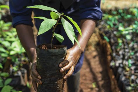 Ultimate Guide To Africas 47 Afforestation And Reforestation Projects