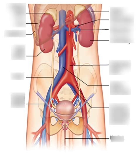 Gu System Diagram Quizlet
