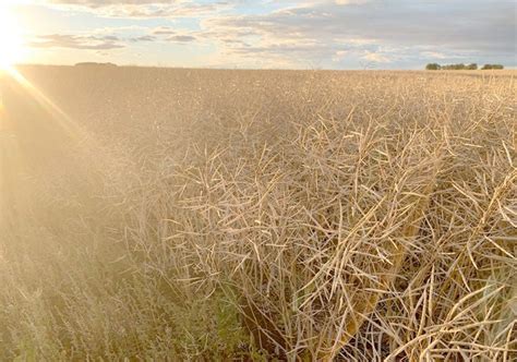 Crop Based Biofuel Ban Talk Unsettles Canola Industry The Western