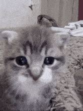 Sad Cat Car  Sad Cat Car Silly Cat Descubrir Y Compartir S