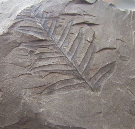 Carbon Film Types Of Fossils Fossils Rocks And Fossil Fossil