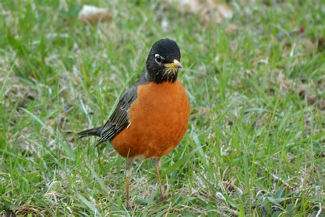 Robin Free Stock Photo Public Domain Pictures