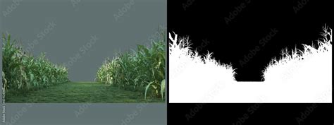 Different Types Of Grass Stock Illustration Adobe Stock