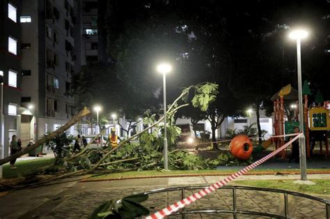 Termite Infested Tree Falls Near Playground In Woodlands No One