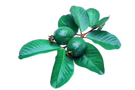 Más De 200 Imágenes Gratis De Guayaba Y Naturaleza Pixabay