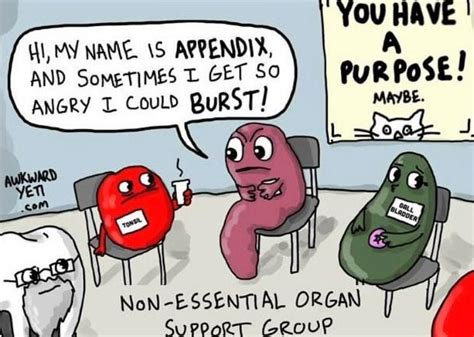 The Tonsil Gall Bladder And Appendix Looking At The Wisdom Tooth And