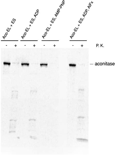 Figure 2 From Groelgroes Mediated Folding Of A Protein Too Large To Be