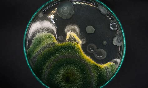 Trichoderma Spp Eta Mold