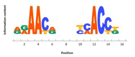 Gene Control And Sequence Specific Binding Flashcards Quizlet