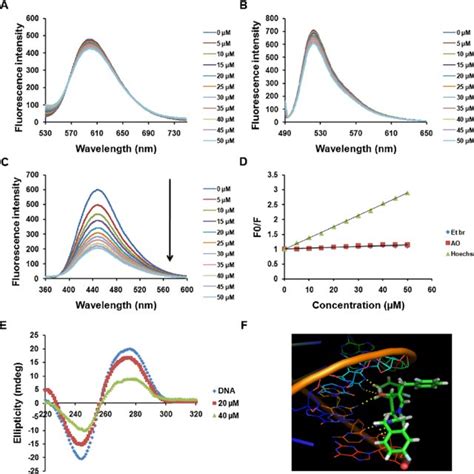 Specific Binding Of Ct 1 In Minor Groove Of Calf Thymus Dna A Eb Dna