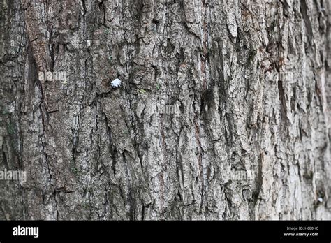 Tree Bark Winter Stock Photo Alamy