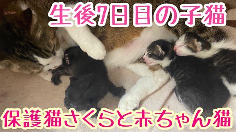 生後7日目の子猫〜保護猫さくらとベビー達〜seven Day Old Kittenすくすく成長中＃子猫＃保 Kitten Youtube