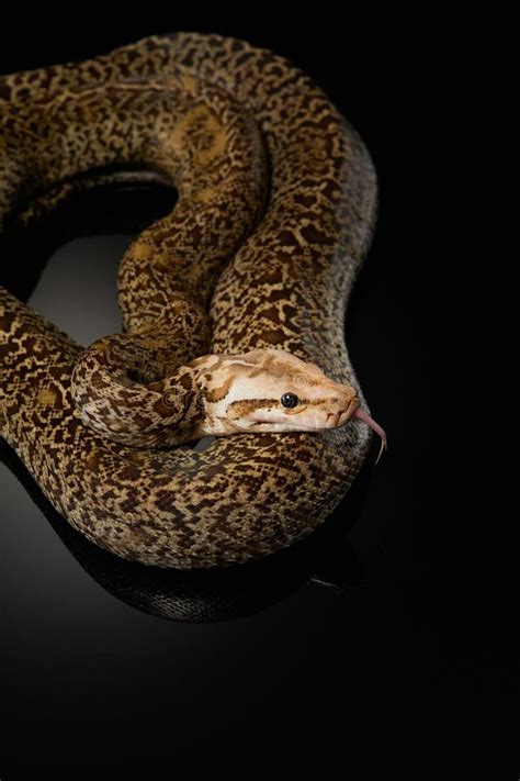 Python Coiled On Black Background Stock Image Image Of Predator