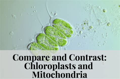 Compare And Contrast Chloroplasts And Mitochondria Owlcation