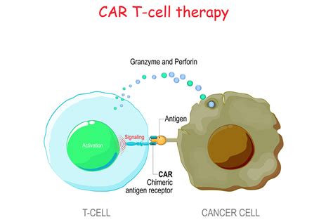 Car T Cells Vs Immune Checkpoint Drugs Alliance For Cancer Gene Therapy
