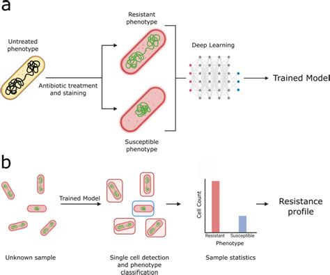 深度学习和单细胞表型分析在大肠杆菌中快速检测药敏试验 Communications Biology X MOL