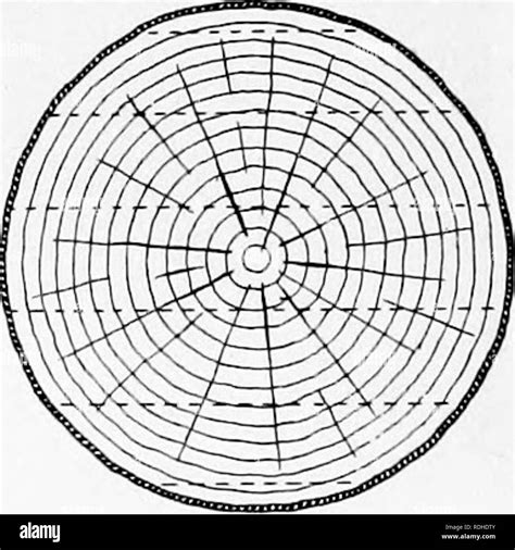 End Cut Tree Tree Showing Black And White Stock Photos Images Alamy