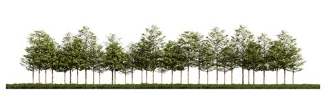 3ds Rendering Image Of Front View Of Trees On Grasses Field 12177105 Png