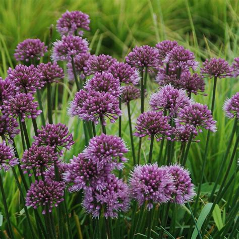 Allium Windy City Van Berkum Nursery