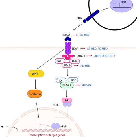 The Major Proteins Involved In The Development Of Ectodermal Structures
