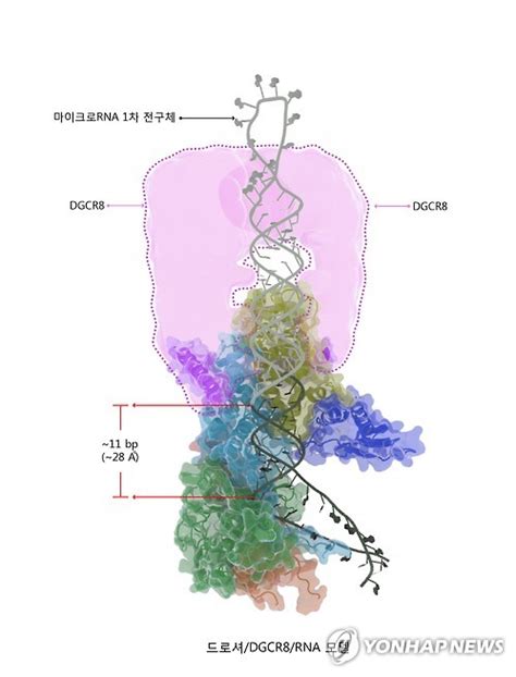 마이크로rna 생성 관여하는 드로셔 3차원구조 첫 규명