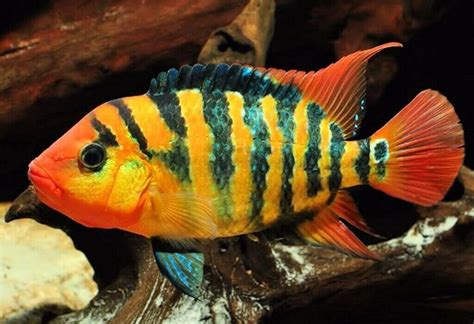 South American Cichlids Artofit