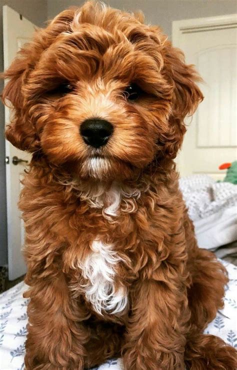 Adorable Small Brown Dog On Bed
