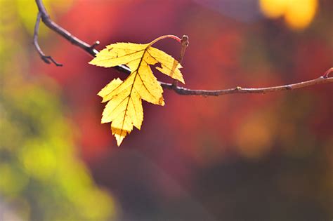 막바지에 접어든 가을의 마지막 무슨 미련이 남아서인지 나뭇가지에 걸쳐있는 노랑색의 마지막 잎새 유토이미지 상세페이지 베이직샵 사진 20717881