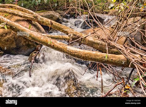 River Current Flowing Underneath Fallen Tree Trunks Stock Photo Alamy