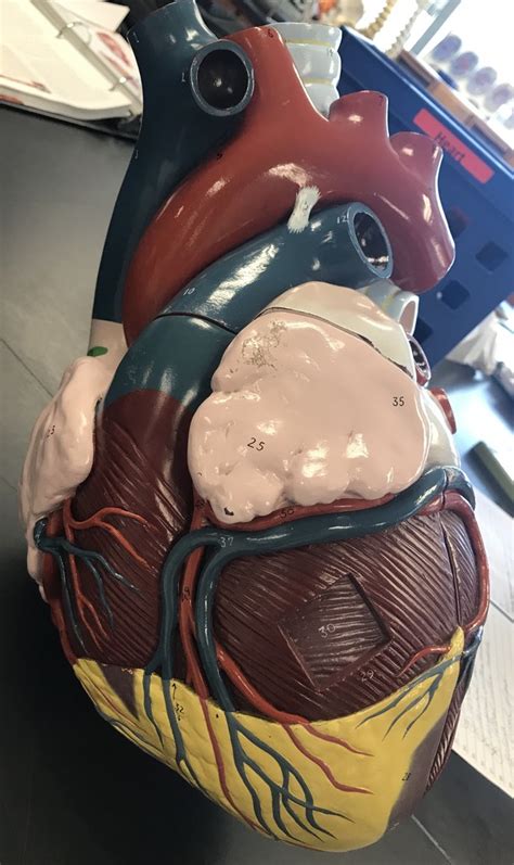 Heart Model 2 Diagram Quizlet
