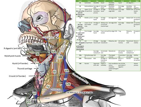 Lymph Node Anatomy Neck Neck Anatomy 2 Lymph Nodes
