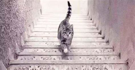 Test De Personalidad ¿el Gato Esta Subiendo O Bajando Las Escaleras