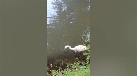 කොකා දැක්කෙ නෑ 😳 Viral Youtube