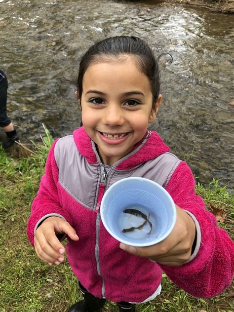 Pennsylvania Trout In The Classroom Home
