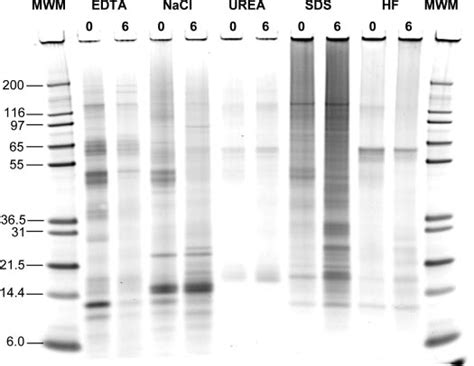 Page Separation Of Cell Wall Fractions Shown Is A Sypro Ruby Stained 4