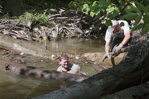 Volunteers Clearing Log Jam Stock Image C0239274 Science Photo