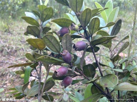 捻子摄影图 水果 生物世界 摄影图库 昵图网