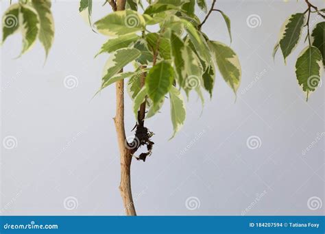 Houseplant Ficus Tree And Offshoot With Root After Being In Bag With Moss To Separate Branch