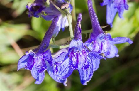 Delphinium Ramosum