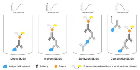 Elisa In Food Safety Testing A Complete Overview Hygiena