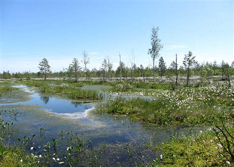 Peatlands Wetlands International